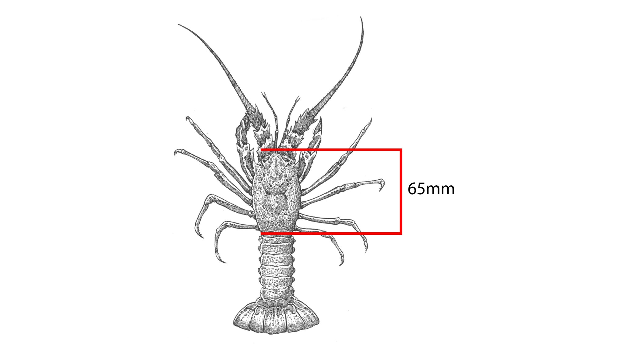 Crayfish Measure - Dive Factory South Africa